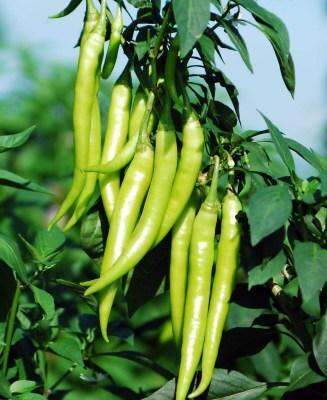 SILI PANIGANG / Siling Haba / Hot Pepper Green / Bicol Express Chili Seeds - (It's a seed, not a ...