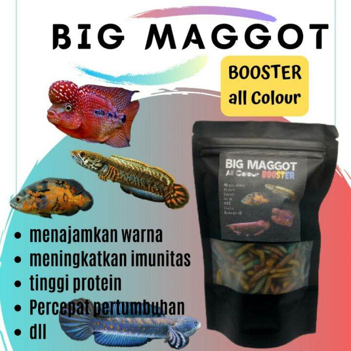 Maggot Kering Larva BSF Premium Booster Mix All Warna Pigmen Warna ...