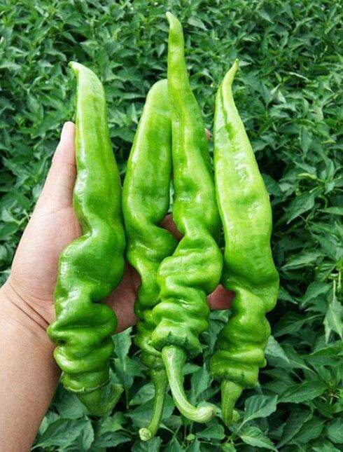 Chinese Green Screw Chili Pepper Hot Pepper Paprika Organic Variety ...