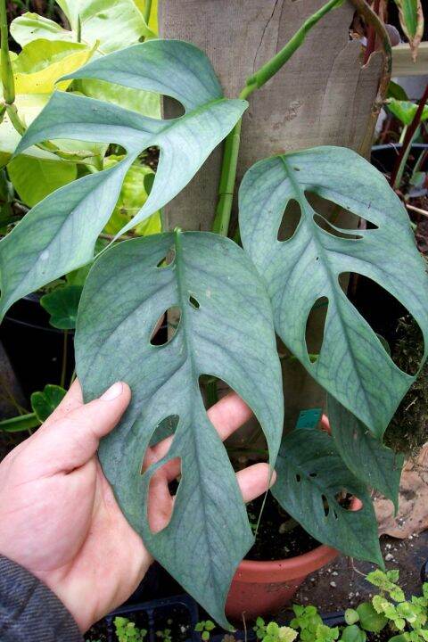 (LUZON Buyers ONLY) Rare ! Cebu Blue Live Plant 3-4 leaves with roots ...