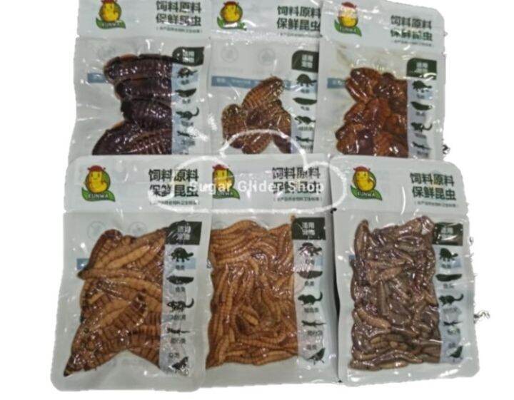 Dubia Cockroach / Phoenix Worm / Mealworm / Super Worm / Silkworm | Lazada