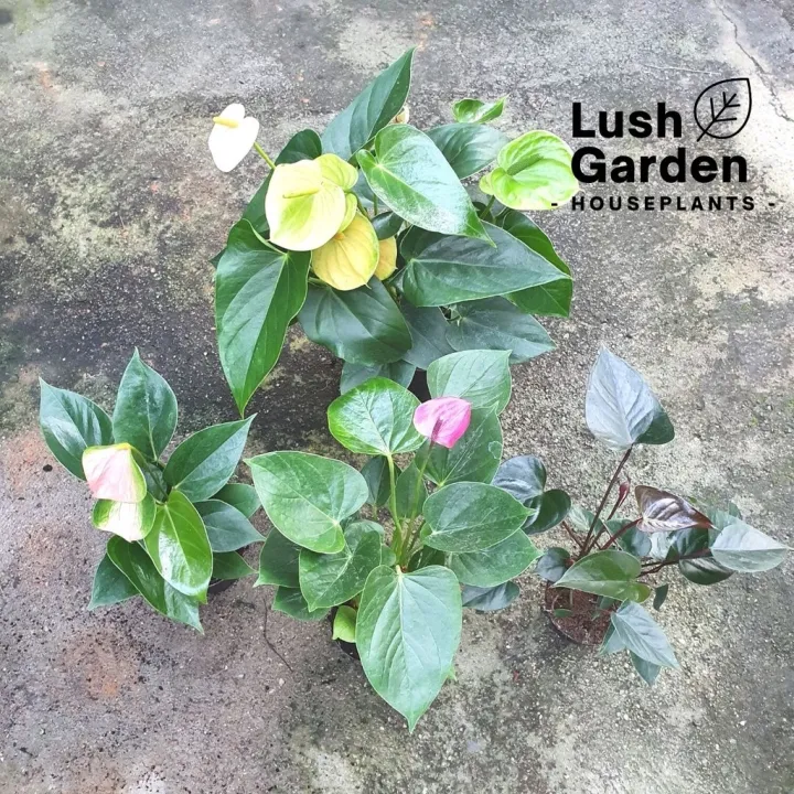 Flamingo Flower/Laceleaf/Anthurium Andraeanum Pink/Black/Yellow/Purple ...
