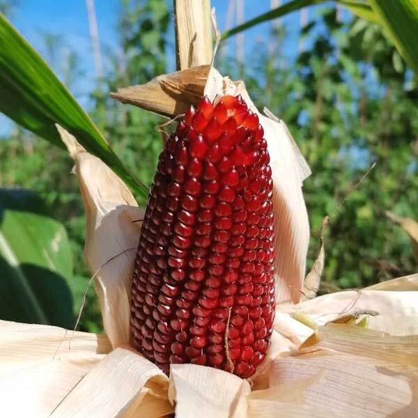 Strawberry Popcorn Corn Seeds Rare Corn Seeds Heirloom Corn Seeds ...