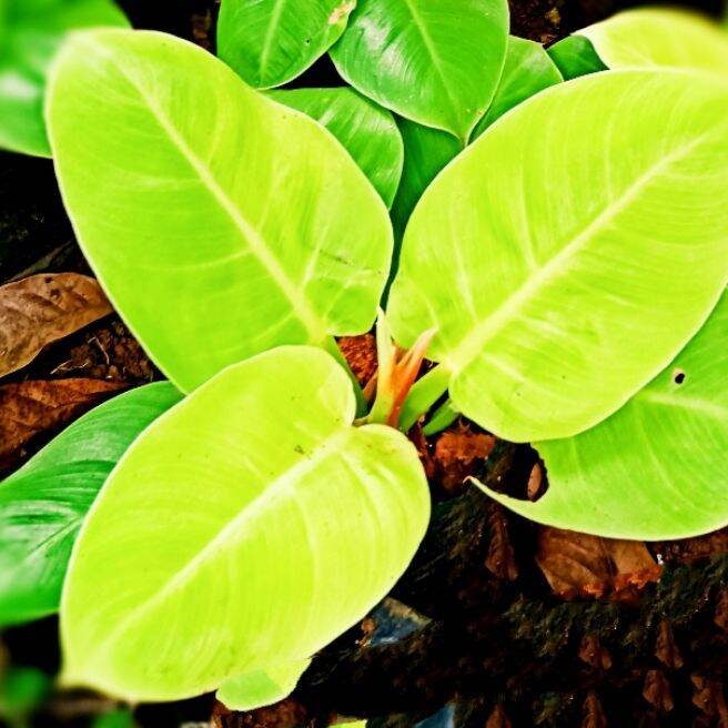 bibit/pohon pilo moonlight lemon/ tanaman hias pilo moonlight lemon ...