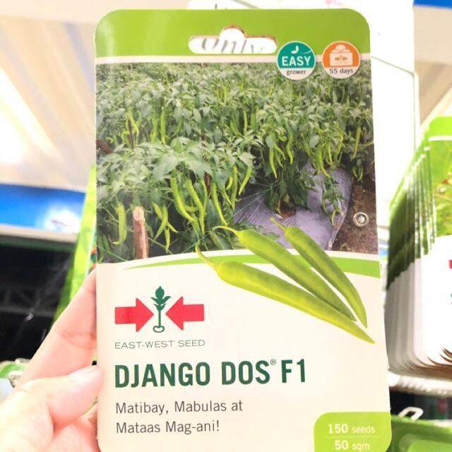 SILI PANIGANG SEEDS PACK SIZE - HYBRID GREEN HOT PEPPER PANIGANG SEED ...