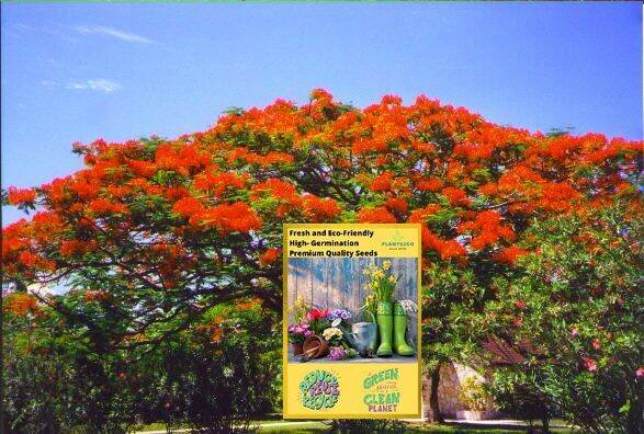 Royal Poinciana Flame Tree Seeds TR44 - 2 seeds of High germination ...