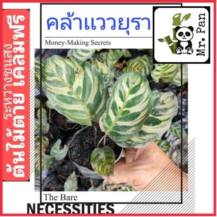 Nadthida คล้าเเววยุรา ต้นไม้ตาย เคลมฟรี ต้นคล้า Nadtida ต้นไม้ตายระหว่างขนส่ง เคลมฟรี | Lazada.co.th