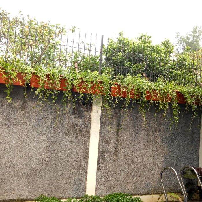 tanaman hias juntai lee kwan yew paket +pot 60cm | Lazada Indonesia