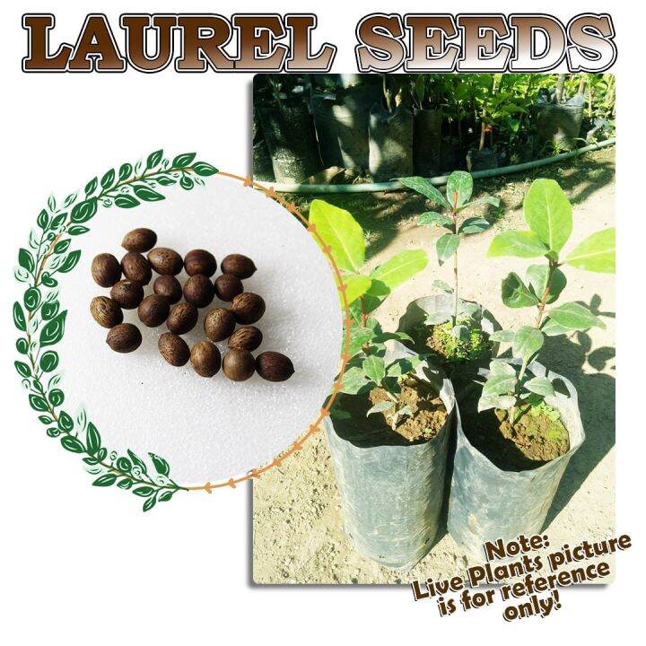Seeds of Bayleaf or LaurelCommonly used in cooking and herbal ...