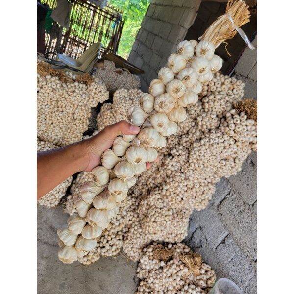 1kg Native Ilocos Bawang / Garlic (Braided).. | Lazada PH