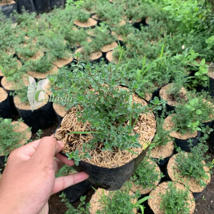 Tanaman Herbal dan Rempah Timi atau Thyme Planstara | Lazada Indonesia