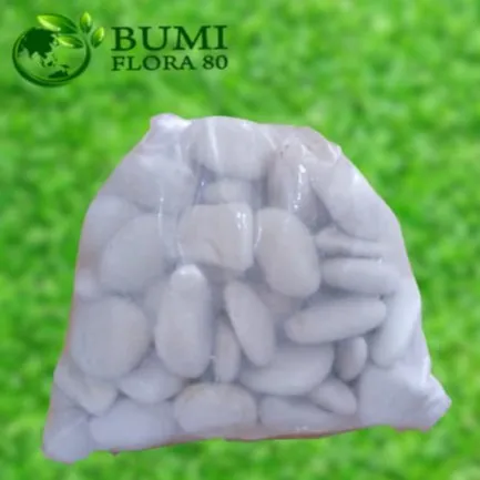 BATU KORAL PUTIH 800GR / Batu Kupang / HIASAN TAMAN/AQUARIUM | Lazada ...