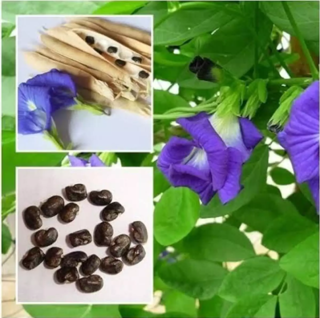 blue ternate seeds 30 pcs. high quality | Lazada PH