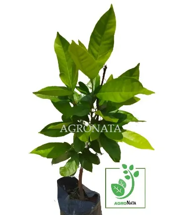 Anak Pokok Salam Serai Kayu READY STOCK | Lazada
