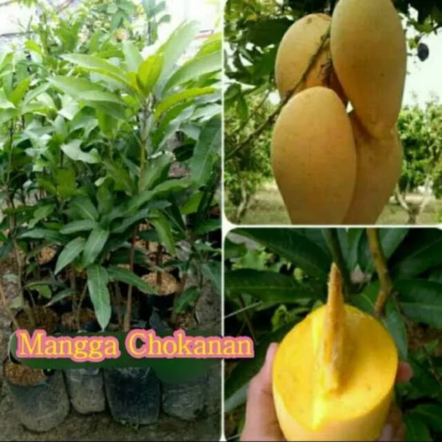 BIBIT MANGGA CHOKANAN SUPER | Lazada Indonesia
