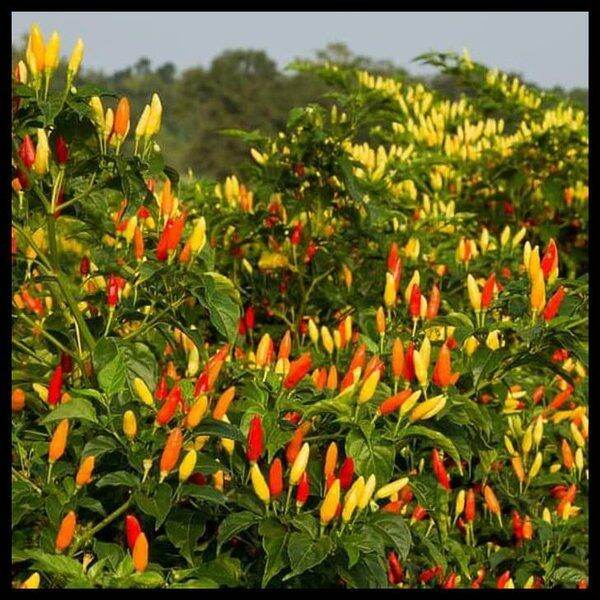 VICTORY SEED 25 Benih Biji Cabe Sret Cabai Cengek Lombok Rawit Leutik ...