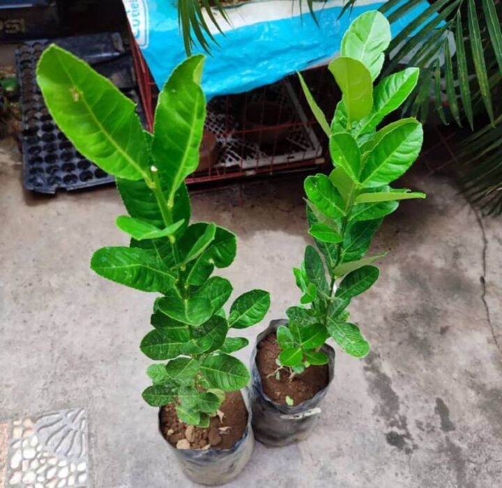Native Lemon Plant (Fruit Bearing Plant - Limited Stocks) with FREE ...