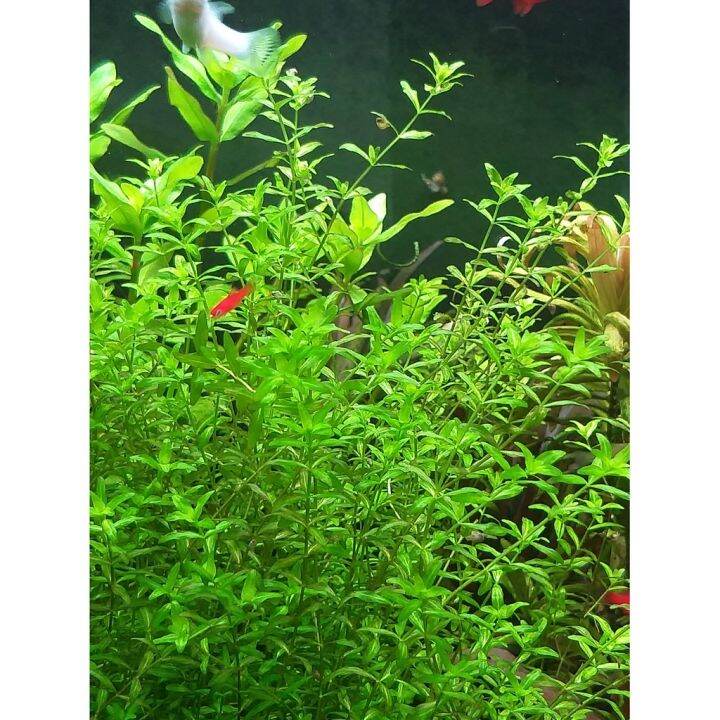 Aquarium plant Pearlweed (Hemianthus micranthemoides) | Lazada PH