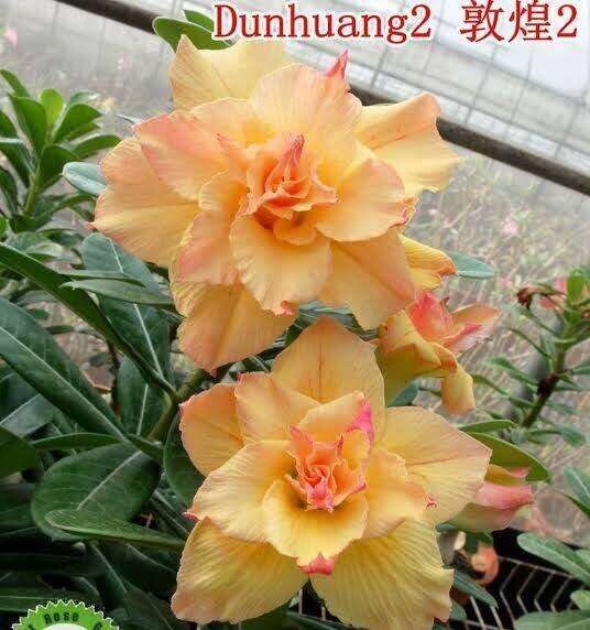 Don huang two adenium grafting | Lazada Indonesia