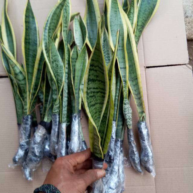 Pohon sansivera - tanaman bunga lidah mertua | Lazada Indonesia
