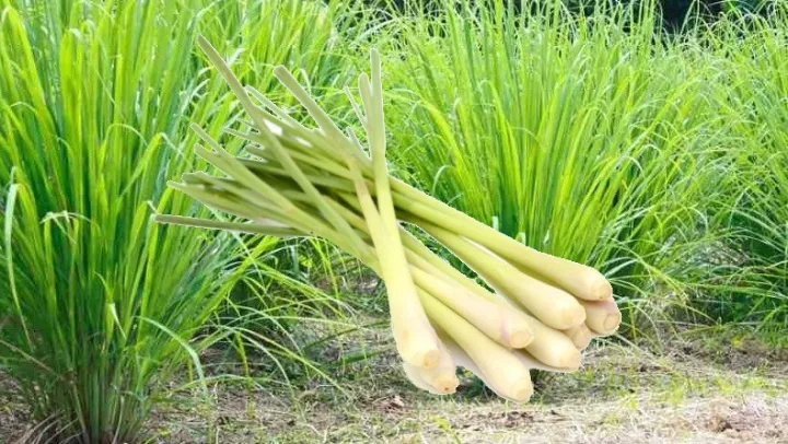 Pokok Serai Kampung / Batang Serai / Serai / Lemongrass | Lazada