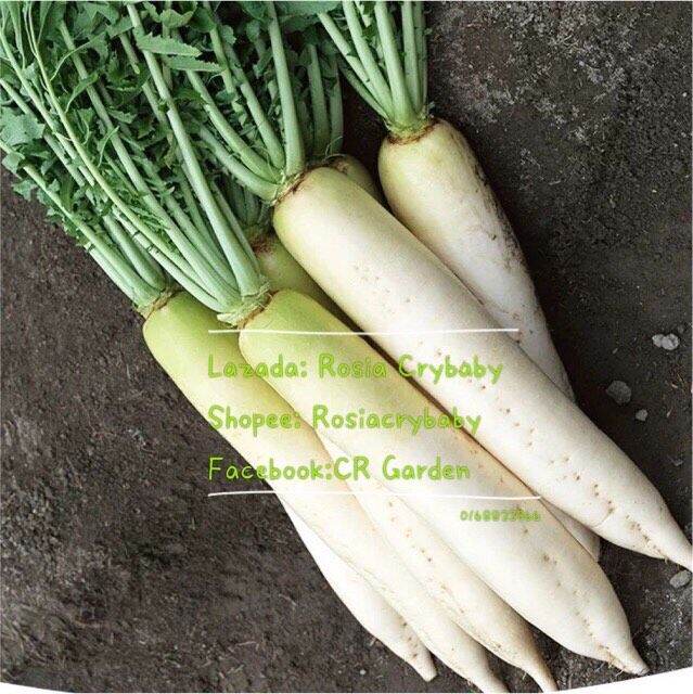 Korean White Long Radish 50 Seeds 韩国白长萝卜50粒 | Lazada