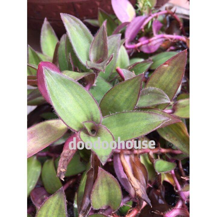 🌟READY STOCK🌟Telinga Kera / Pokok Ubat Telinga Kera 水龟草/ 草药中药 | Lazada