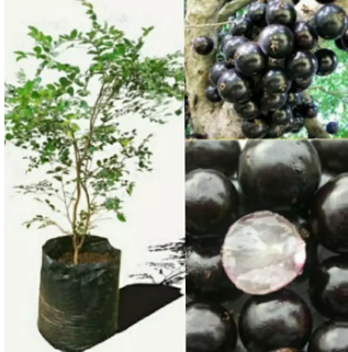 tanaman anggur pohon/anggur brazil | Lazada Indonesia