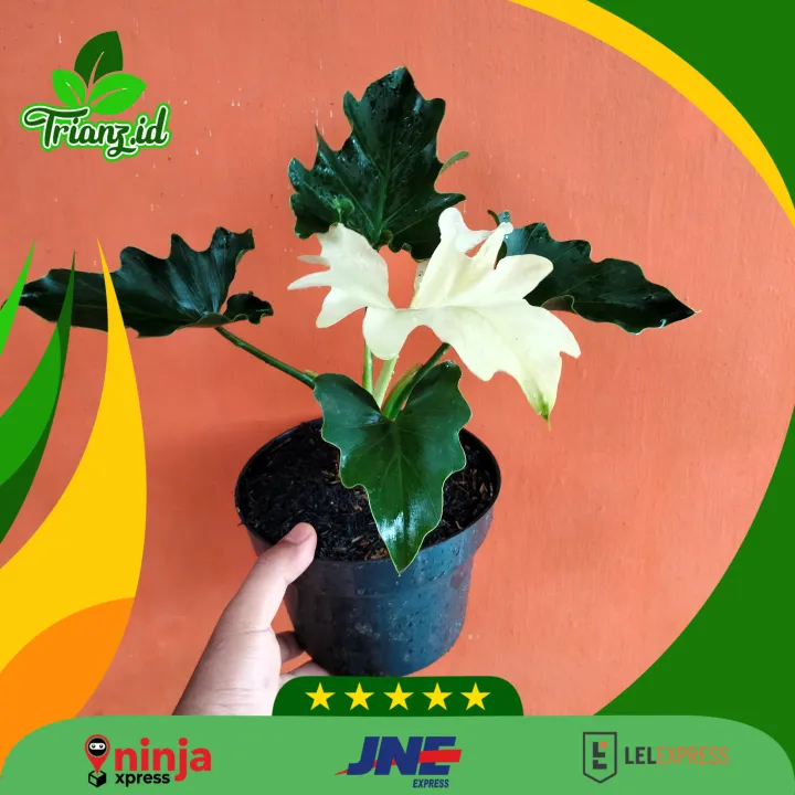 tanaman hias viral monstera jari variegata putih | Lazada Indonesia