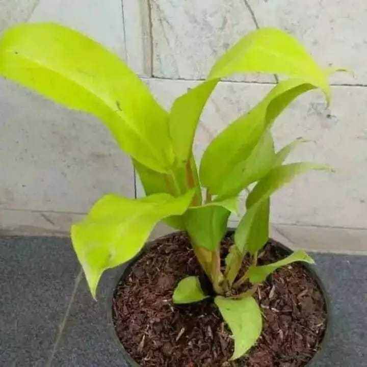 tanaman bunga hias sri gading centong | Lazada Indonesia