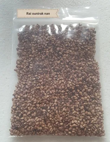 เมล็ดแบล็คเบอรี่ Ointa 30 เมล็ด 29 บาท เมล็ดพันธ์เก็บใหม่ๆ จากไร่อุ่นไอ ...