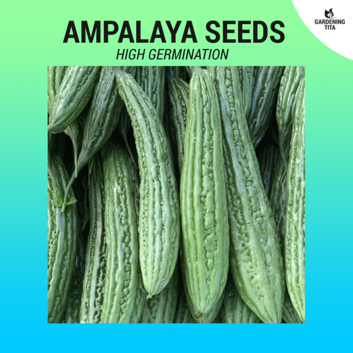 Ampalaya Seeds (High Germination) 11 seeds | Lazada PH