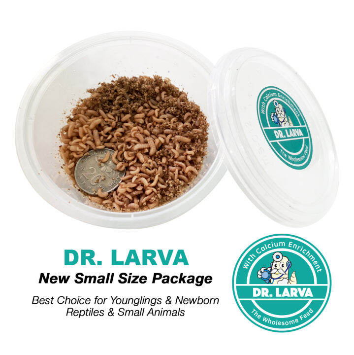 Dr. Larva Small Size Feeding-Grade Black Soldier Fly Larvae, BSFL for ...