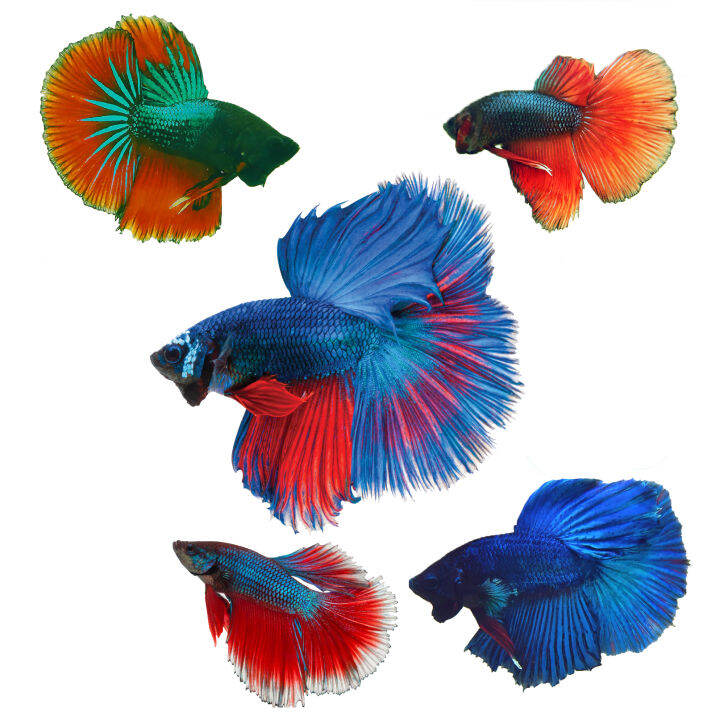 Betta Fighting Fish Delta Tail 1pc Random Colour by LS Group | Lazada