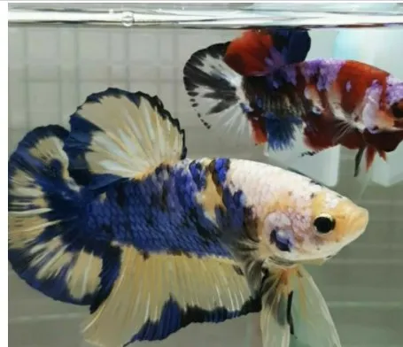 Betta Male Giant Yellow Fancy HMPK Show Grade | Lazada