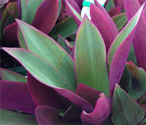 Red Spider plant / Succulent Rhoeo Dwarf Moses in a Cradle | Lazada