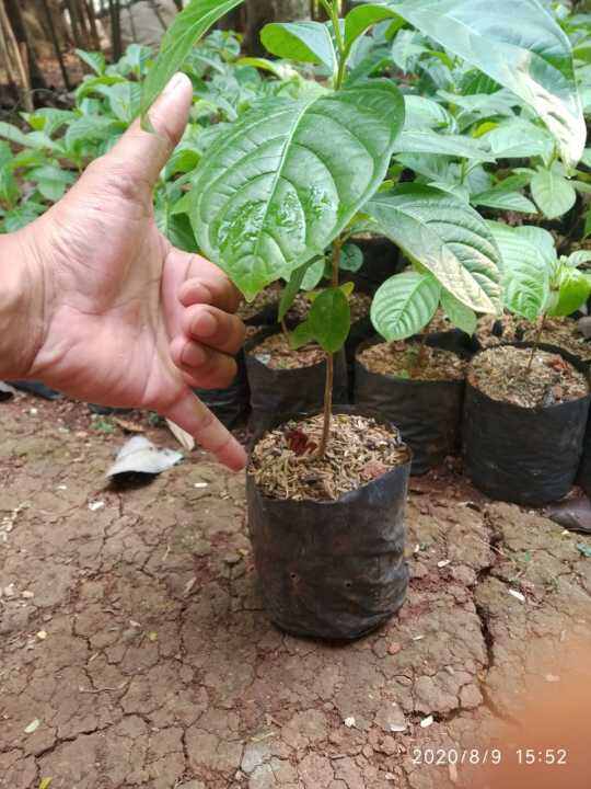 Bibit Pohon Bungur Bunga dengan Nama Latin Lagerstroemia | Lazada Indonesia