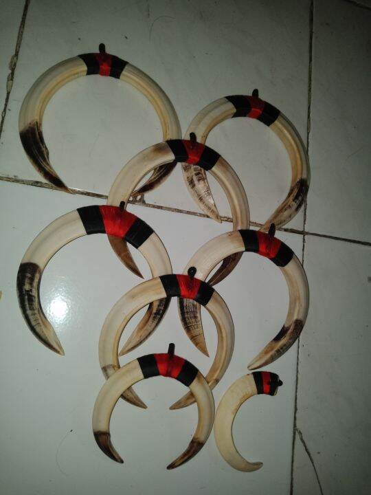 TARING BABI SEPASANG 14 CM ASLI kalimantan | Lazada Indonesia