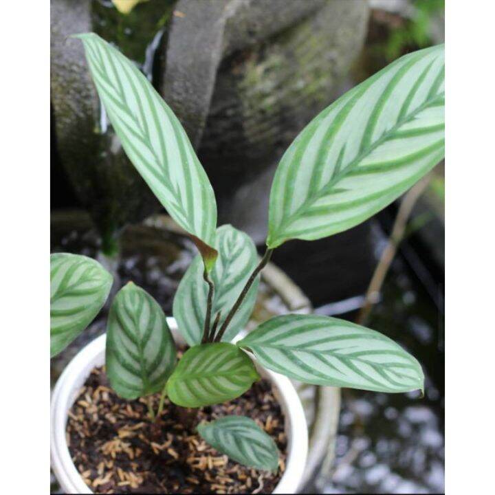 Tanaman hias calathea sentosa bunga hidup hiasan depan rumah dan taman ...