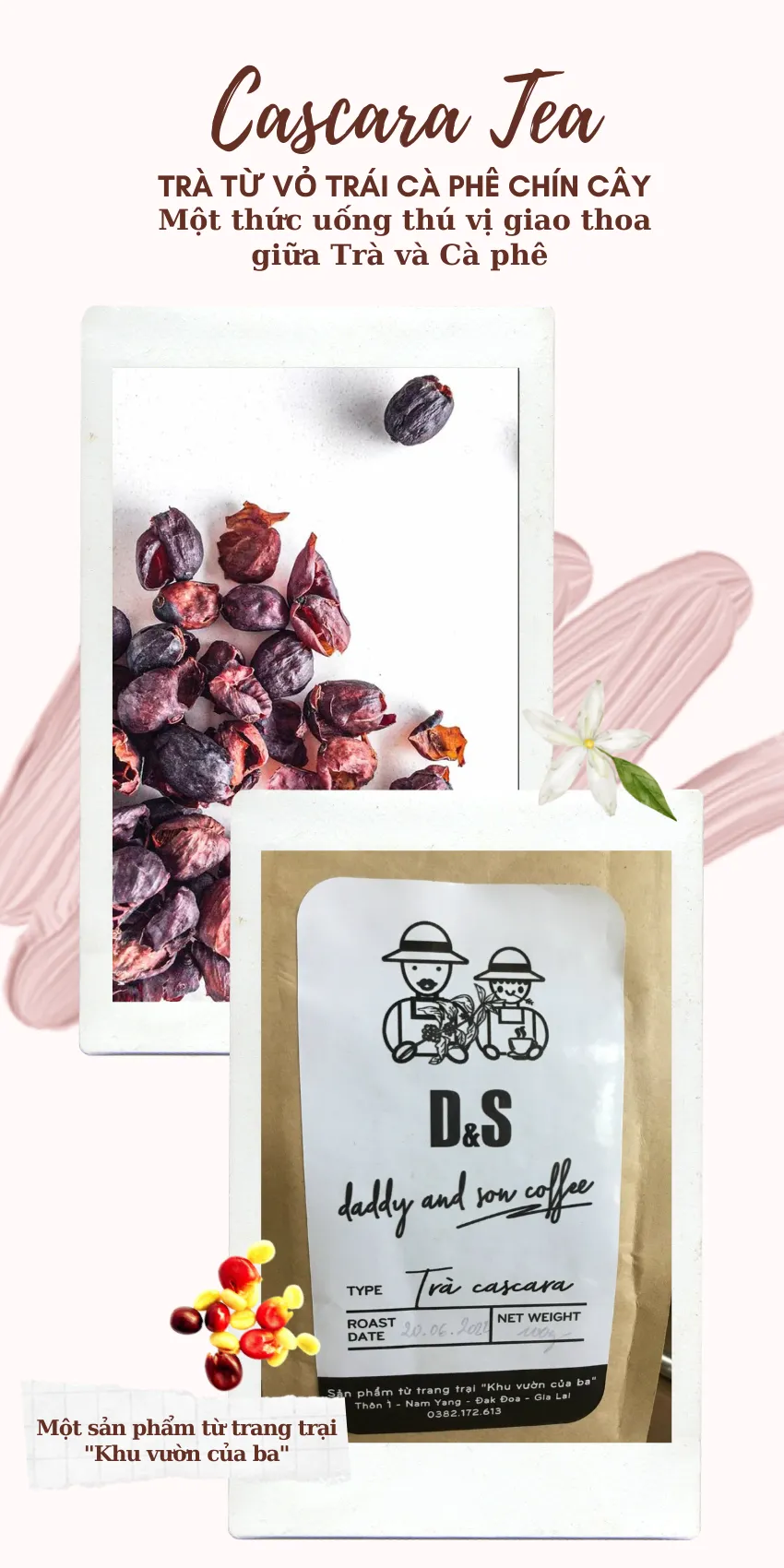 Cascara Tea Gói 100g- Trà từ vỏ thịt trái cà phê chín cây, giàu dưỡng ...