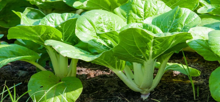 Sulit Packi Pechay Pavito (Hybrid) Vegetable Seeds 20PCS | Lazada PH