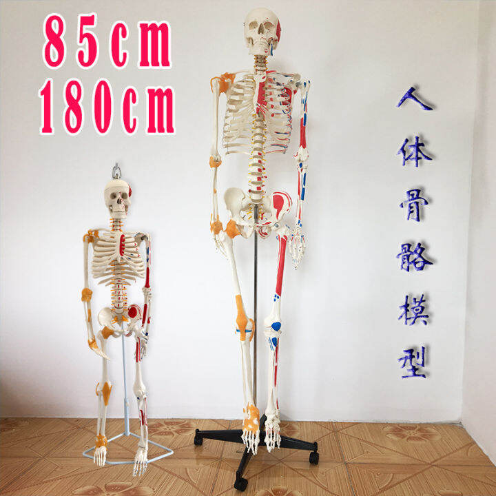 Human Skeleton Model 180cm Ligament Muscle Starting and Ending Point ...