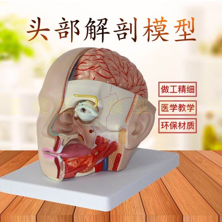 Head Anatomical Model Head Anatomy Attached Brain Model 4 Parts Human ...