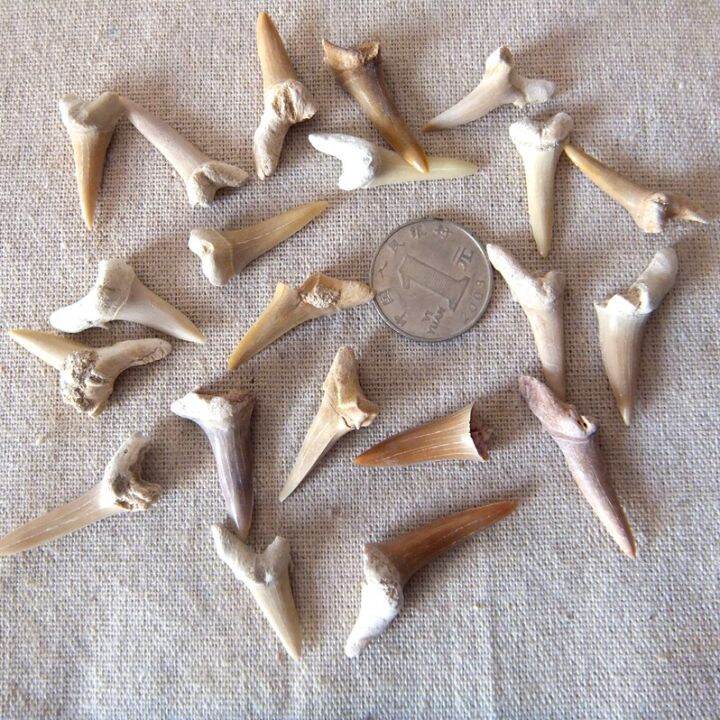 Morocco Multi-Grain Tooth Mouse Shark Teeth Cang L Teeth Fossil DIY ...