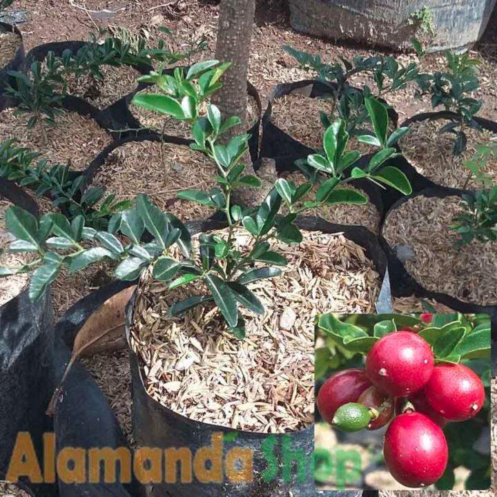 Tanaman Jeruk Kingkit | Lazada Indonesia