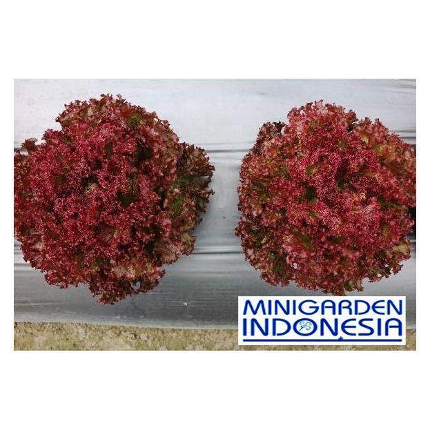 100 benih selada merah salad olga red bibit tanaman sayur sayuran ...