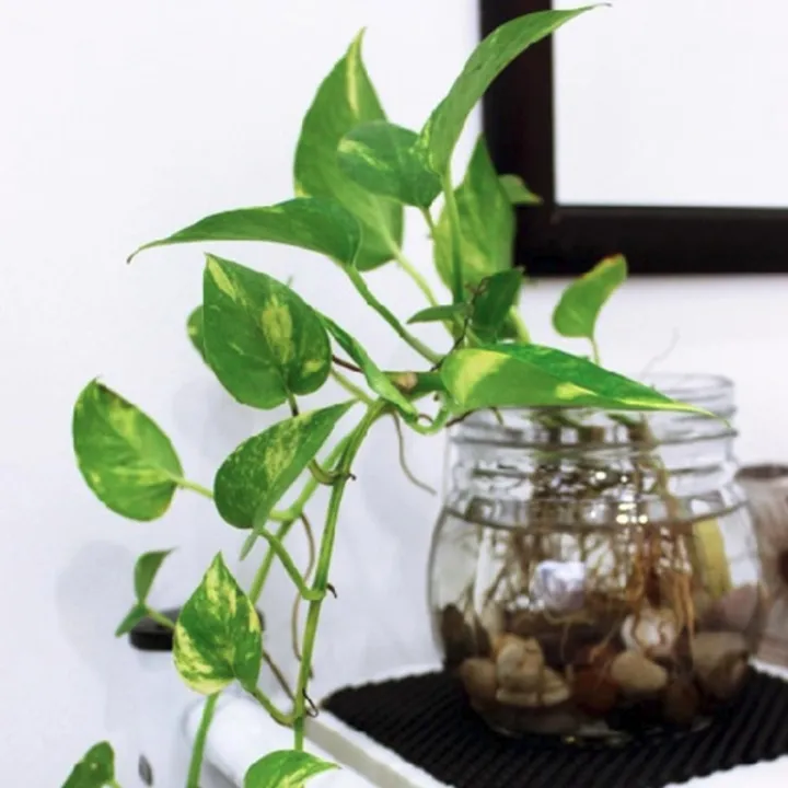 Tanaman Hias Sirih Belanda Variegata ( Sirih Gading ) | Lazada Indonesia