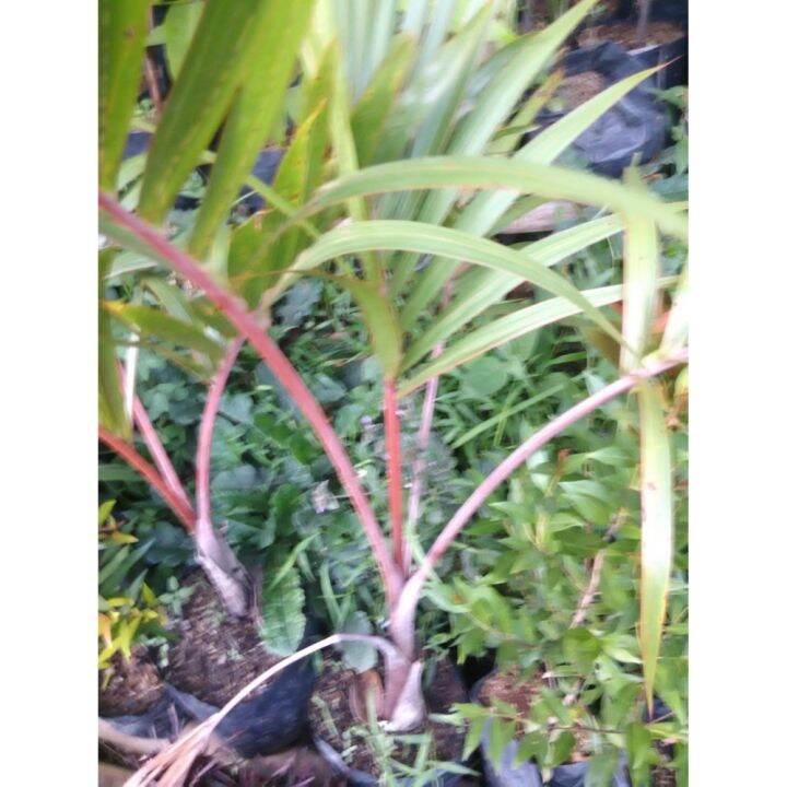 tanaman hias palem botol merah cantik murah berkualitas garansi ...