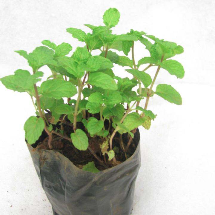 Tanaman Peppermint | Lazada Indonesia