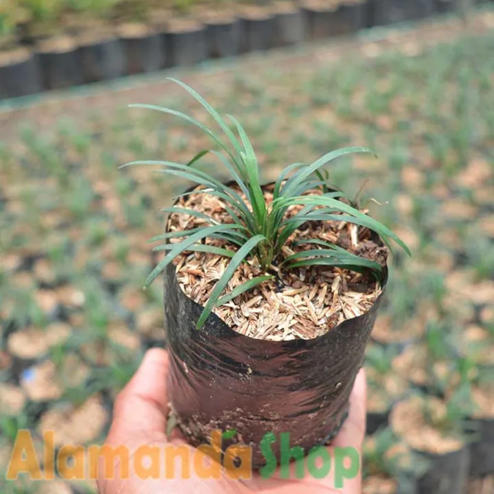 Tanaman Rumput Kucai Mini | Lazada Indonesia